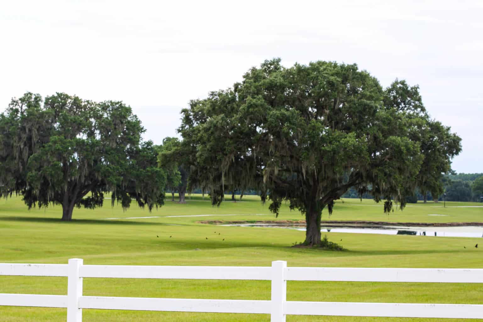 A Drive Through the Charming Ocala Equestrian Scene
