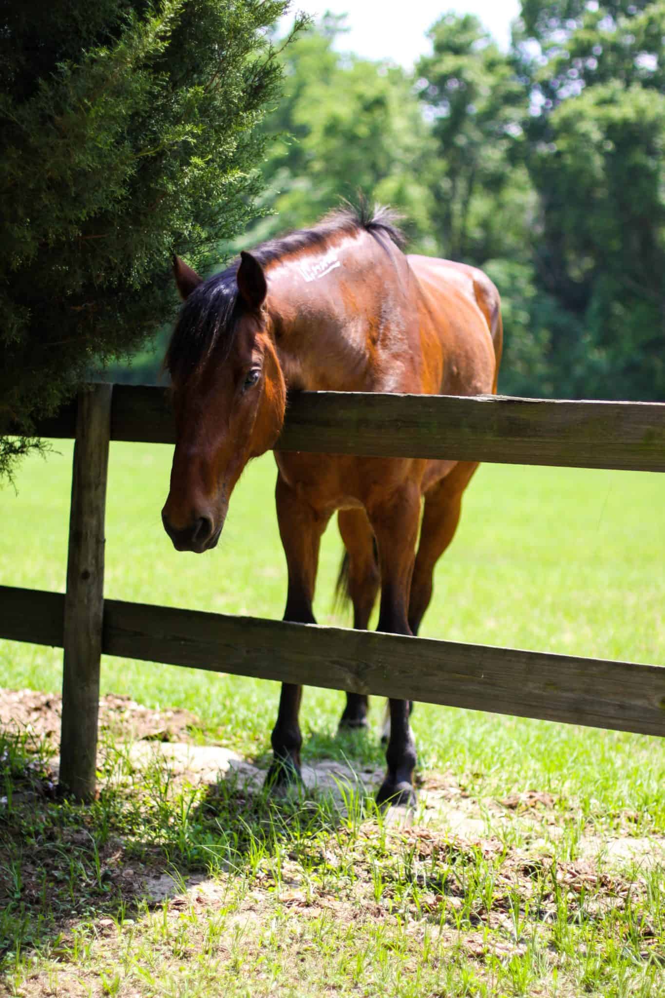 A Drive Through the Charming Ocala Equestrian Scene
