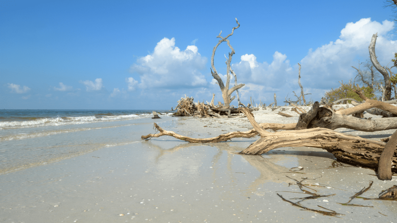 The 17 Best Things to Do on Pine Island Florida